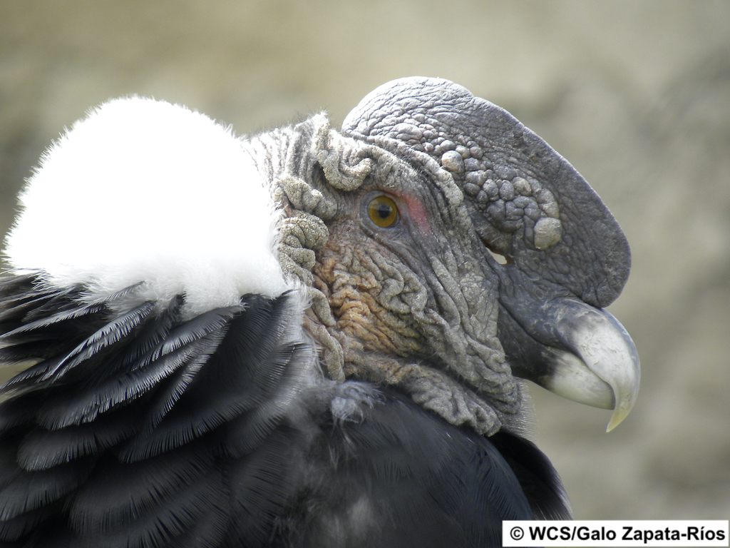 El Día Nacional del Cóndor Andino se conmemora desde hace 25 años en ...