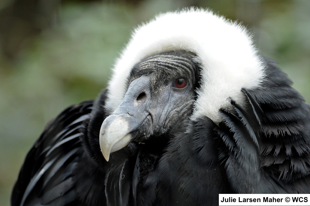 El Día Nacional del Cóndor Andino se conmemora desde hace 25 años en ...