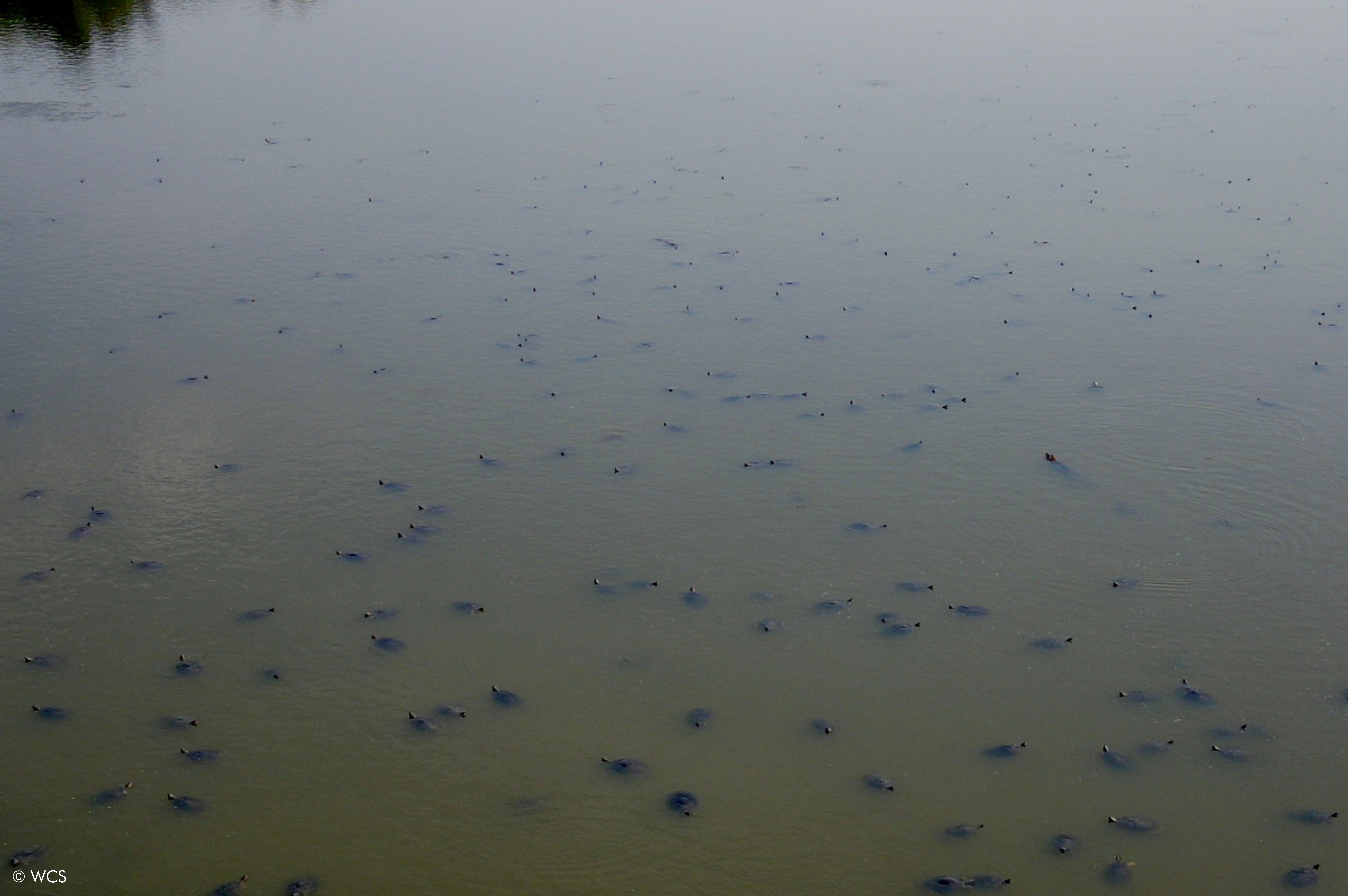 Nuevo método de conteo con drones confirma el mayor evento de anidación de tortugas de agua ...