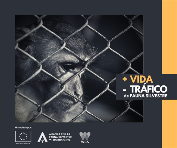 Los animales silvestres no son mascotas, no los compres > WCS Ecuador