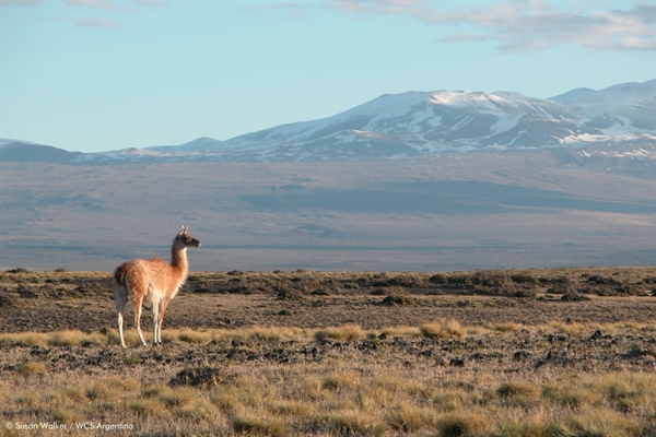 El Día Internacional del Guanaco se celebra por primera vez > WCS Ecuador