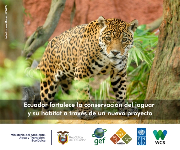 Ecuador fortalece la conservación del jaguar y su hábitat a través de ...